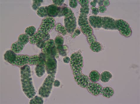 Microalgas Alga2o Microalgae Lista De Estirpes Cyanophyta Nostoc