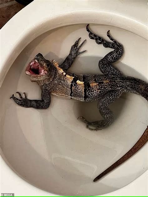 صحنه وحشتناک خروج ایگوانا از چاه دستشویی تصاویر