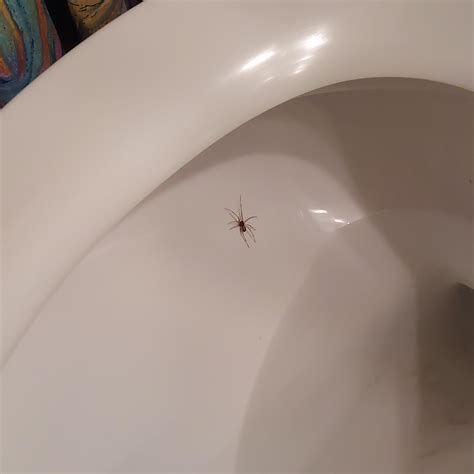 Can Spiders Come Up The Toilet At Rose Timothy Blog