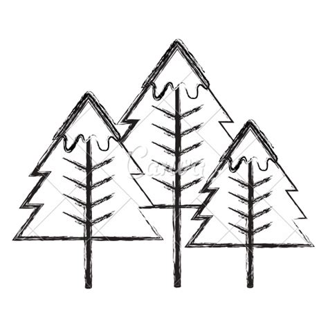 Pine Tree Line Drawing At Getdrawings Free Download
