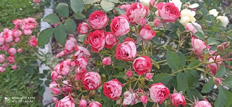Ranczo Elma Róża Rosa Rosige Landdrostei