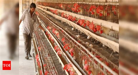 Cari Scientists Develop Technology To Determine Sex Of Poultry Species