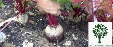 When To Harvest Beets And How Do You Know When Beets Are Ready To Harvest