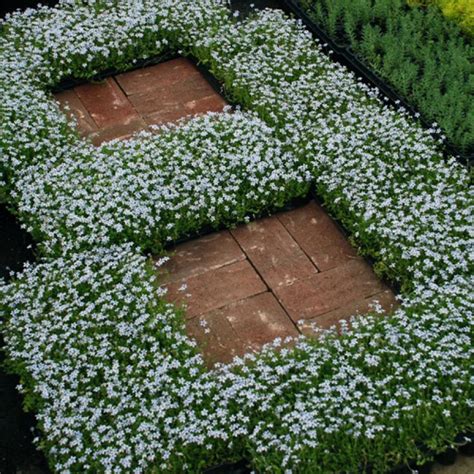Blue Star Creeper Isotoma Fluviatilis Perennials Ground Cover