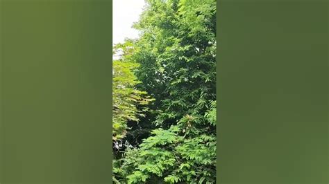 숲속 산뜻한 새소리평온한 바람소리~~힐링 영상~~ Youtube