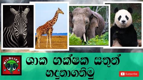 ශාක භක්ශක සතුන් 🦒🦌🦓🐒🐘 Identify Herbivores Wildlife Ds Shaka Bakshaka Sathun Youtube