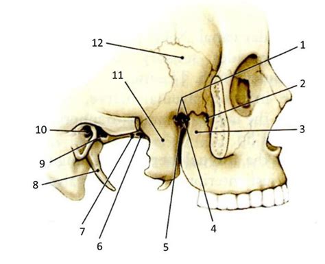 Skeleton Of The Infratemporal Region Primer Diagram Quizlet