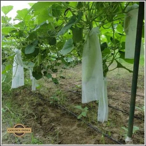 Pomegranate Crop Cover At Rs 180 Kg New Items In Rajkot ID 25269540891