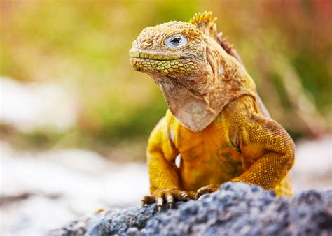 Wonderful Wildlife Animals In The Galapagos Islands Touristsecrets
