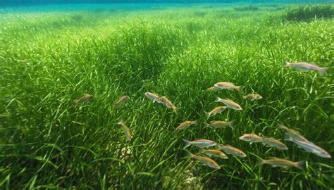 Species And Ecosystem Information Archives Marine Biodiversity