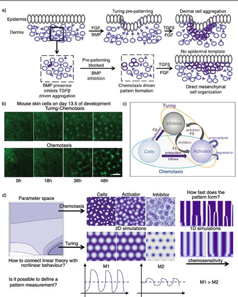 Figure 1 From Explorer Novel Aspects In Pattern Formation Arise From Coupling Turing Reaction