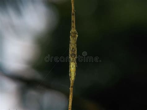 Selective Focus Shot Of A Small Spider Hiding On A Thin Plant Stock