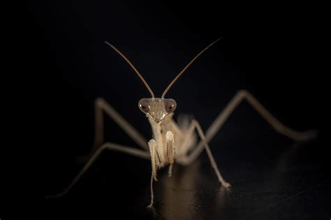 DIY Macro Photography Diffuser Files Enhance Your Close Up Shots Etsy