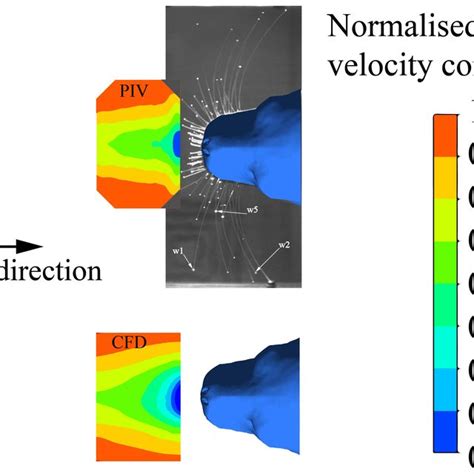 bow wake region in front of the snout from experimental flow field
