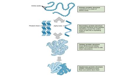 Protein Classification And Structurepptx Chemistry Science