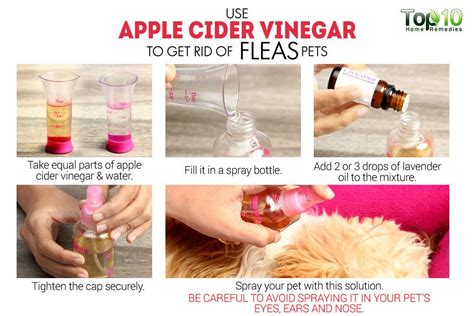 How to Get Rid of Fleas from Your House, Dogs and Cats | Top 10 Home Remedies