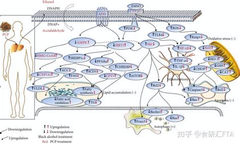 赶黄草之外，还有哪些解酒护肝原料？ 知乎