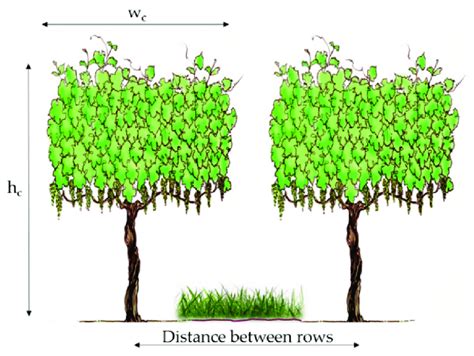 Canopy Trees Diagram