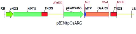 Map Of The Plant Expression Vector Doi 10 1371 Journal Pone 0141530