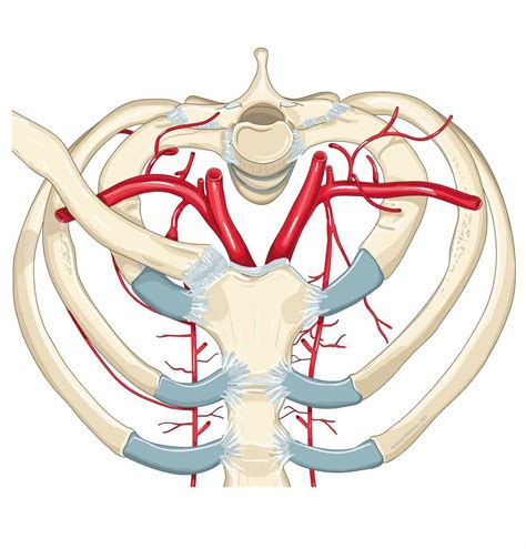 Subclavian Artery Parts