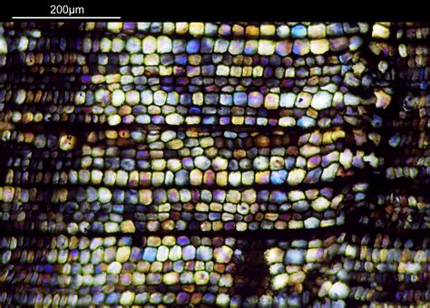 Microscopy Imaging Coal With Cross Polarization Jmc Scientific Consulting Ltd