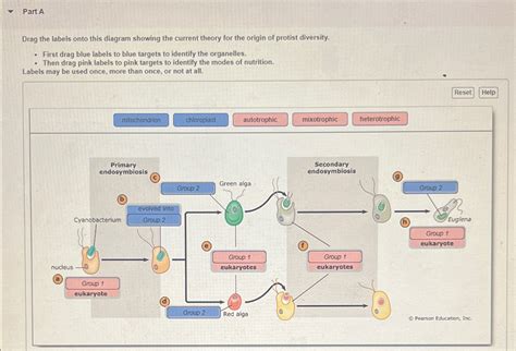 solved part adrag the labels onto this diagram showing the