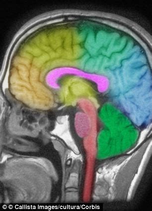 A Lack Of Sleep Damages The Brain In A Similar Way To Being Hit On The Head Daily Mail Online