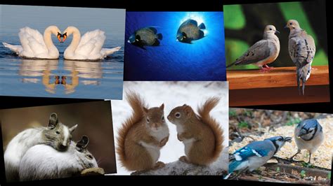 Sexual Dimorphism Vs Monomorphism In Humans A Voice For Men