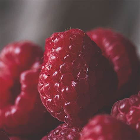 Маленькие бордовые ягоды 63 фото