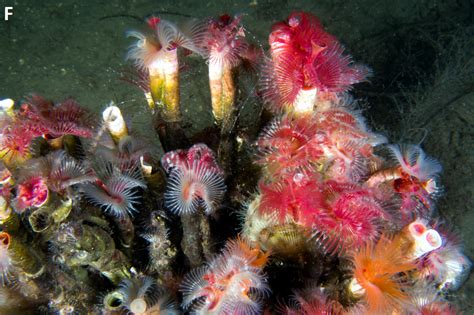 biogenic habitats scotland s marine assessment 2020