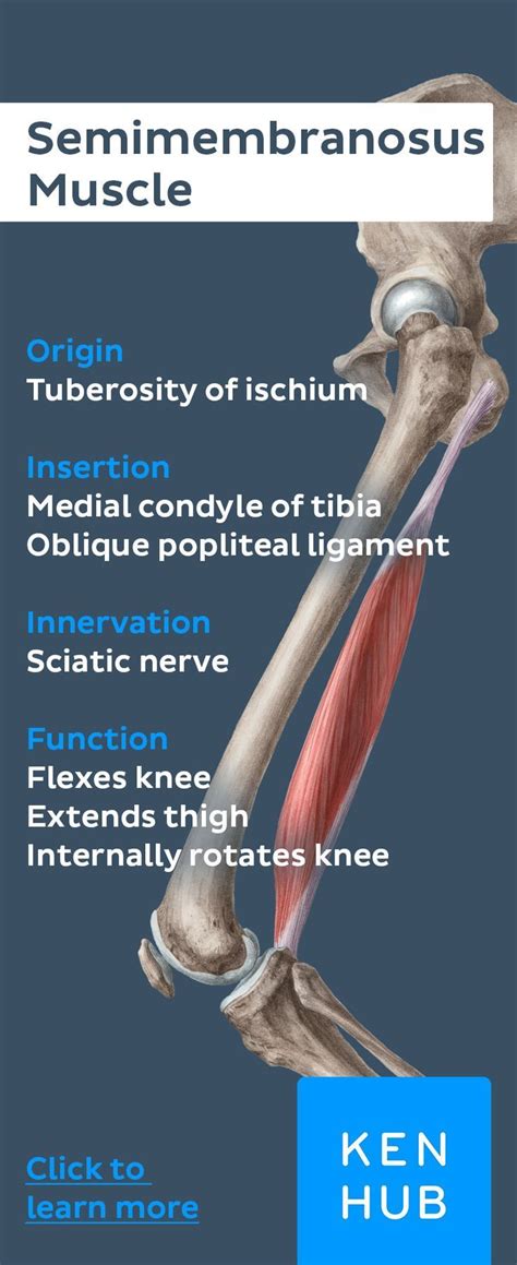 The Semimembranosus Is A Posterior Muscle Of The Thigh And Functions