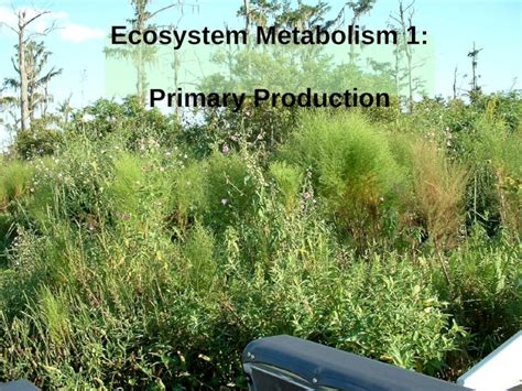 Ppt Ecosystem Metabolism 1 Primary Production Dokumen Tips