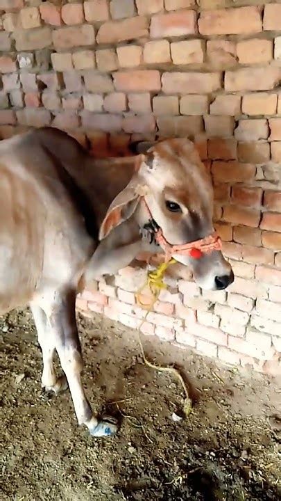 Batchra Farsallshorts Youtube