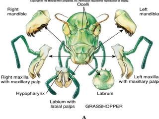 Grasshopper Mouthparts