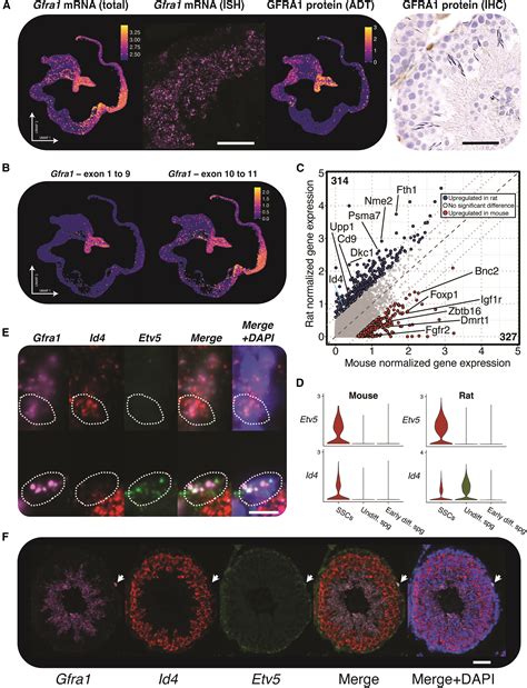 Single Cell Multiomic Comparison Of Mouse And Rat Spermatogenesis Reveals Gene Regulatory