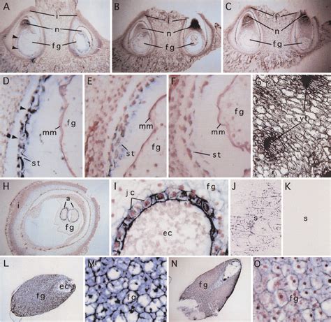 In Situ Localization Of Putative Aquaporin Gene Transcripts In Download Scientific Diagram