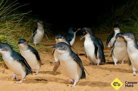Phillip Island Penguin Parade Phillip Island Victoria Australia