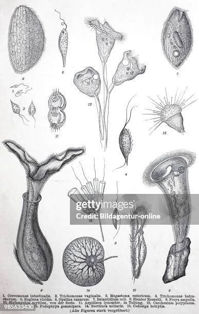 Protozoa Drawing Photos And Premium High Res Pictures Getty Images