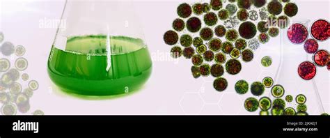 Algal Research Energy And Healthcare Treatment Biotechnology Photobioreactor In Medical