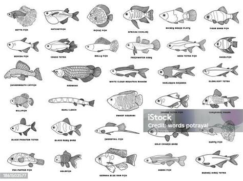 손으로 그린 벡터 일러스트 레이 션 아이콘 세트 다른 물고기 와 이름 아이콘 흰색 배경에 고립 강에 대한 스톡 벡터 아트 및 기타 이미지 Istock