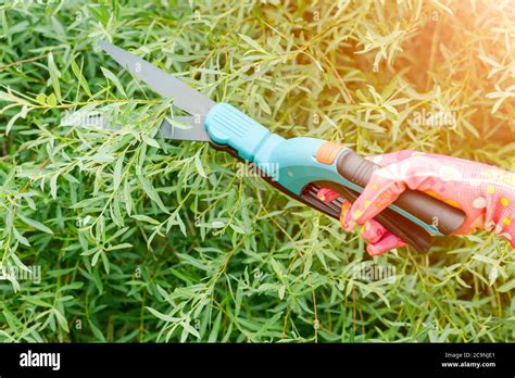 Seasonal Pruning Trees With Pruning Shears Female Gardener Hand In Protective Gloves Pruning
