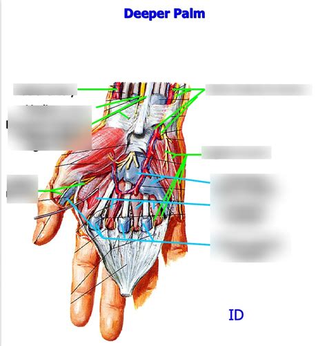 Deeper Palm Diagram Quizlet