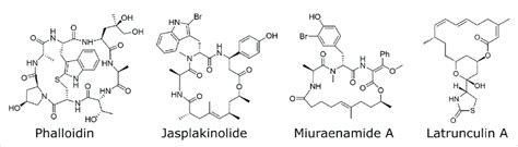 Structural Formulas Of Various Compounds Binding To Actin Phalloidin
