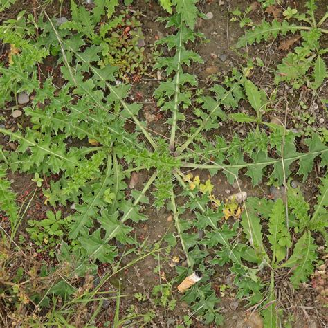 Weg Distel Carduus Acanthoides