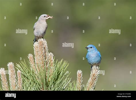 Male And Female Mountain Bluebird