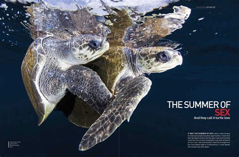 The Summer Of Sex An Exploration Of Turtle Love Underwater360