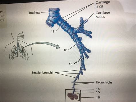 Anatomy Lab Exam 2 Bronchial Tree Diagram Quizlet