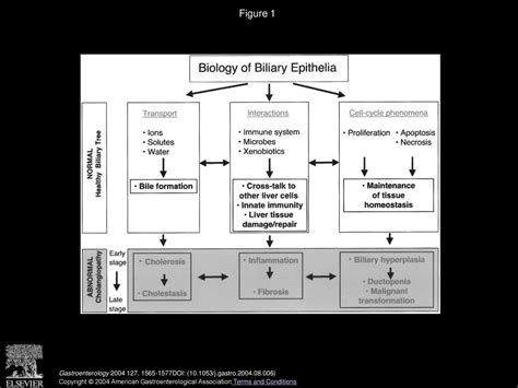 The Cholangiopathies Disorders Of Biliary Epithelia Ppt Download
