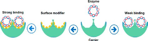 Effect Of The Surface Modifier In Adsorption Immobilization The