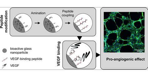 Vegf Physiological Effect